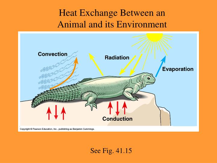 PPT - Thermoregulation PowerPoint Presentation - ID:250089