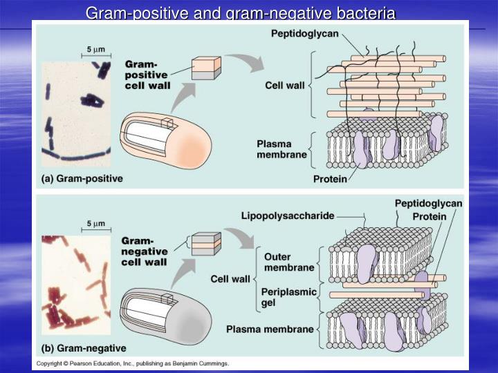 PPT - Prokaryotes PowerPoint Presentation - ID:251163
