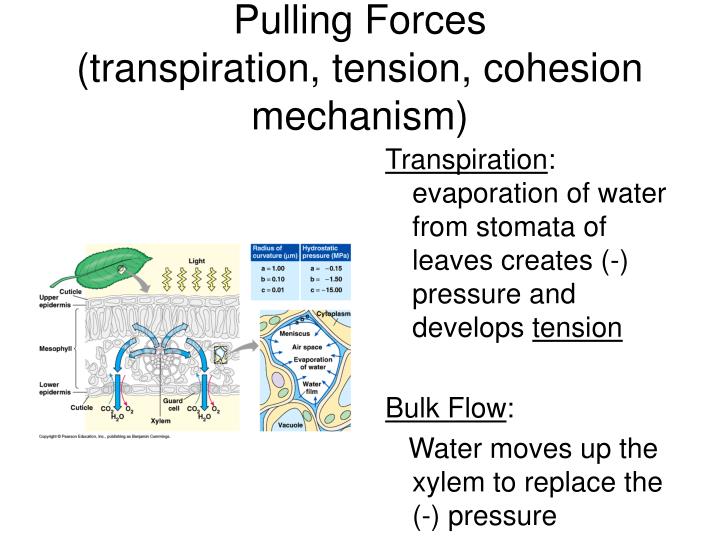 PPT - Chapter 36 PowerPoint Presentation - ID:251407