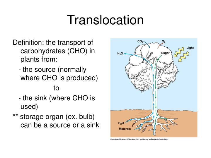 PPT - Chapter 36 PowerPoint Presentation - ID:251407