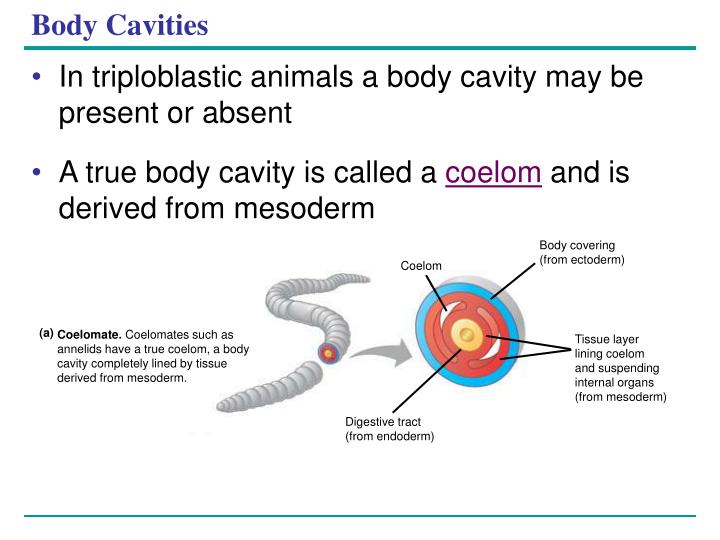 PPT - Chapter 32 PowerPoint Presentation - ID:252739