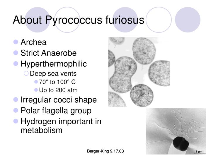 PPT - Anaerobic Microbes: Oxygen Detoxification Without Superoxide ...