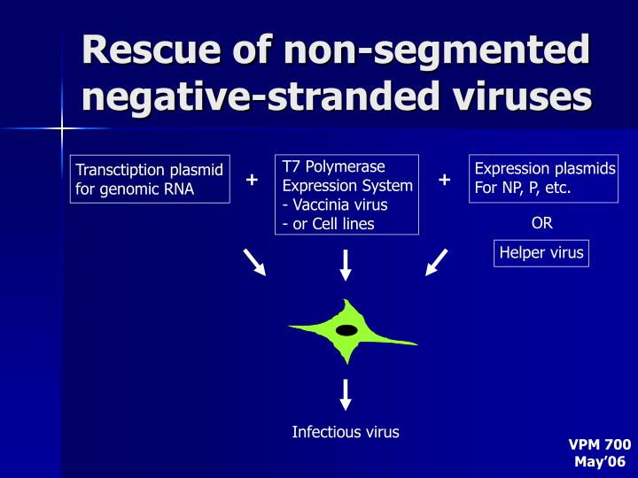 PPT - Reverse Genetics of RNA Viruses PowerPoint Presentation - ID:254190
