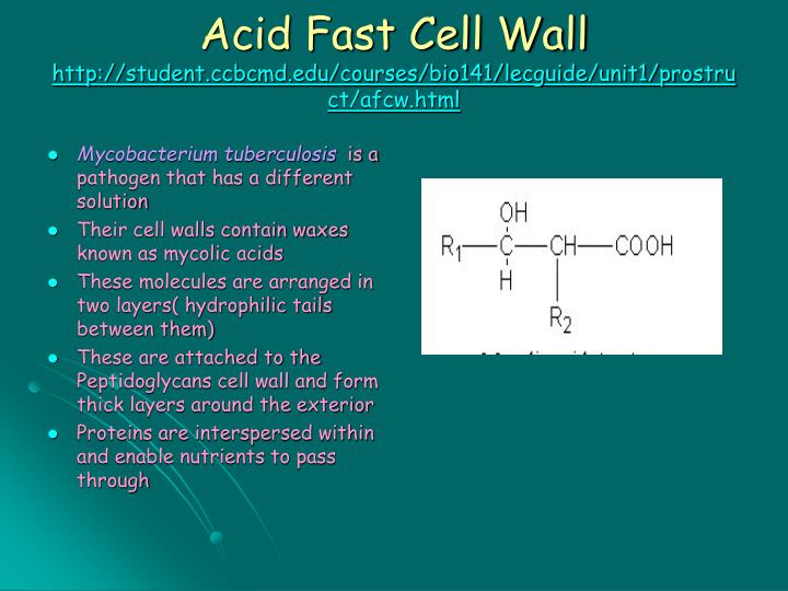 PPT - Prokaryote Cell Structure and Function PowerPoint Presentation ...