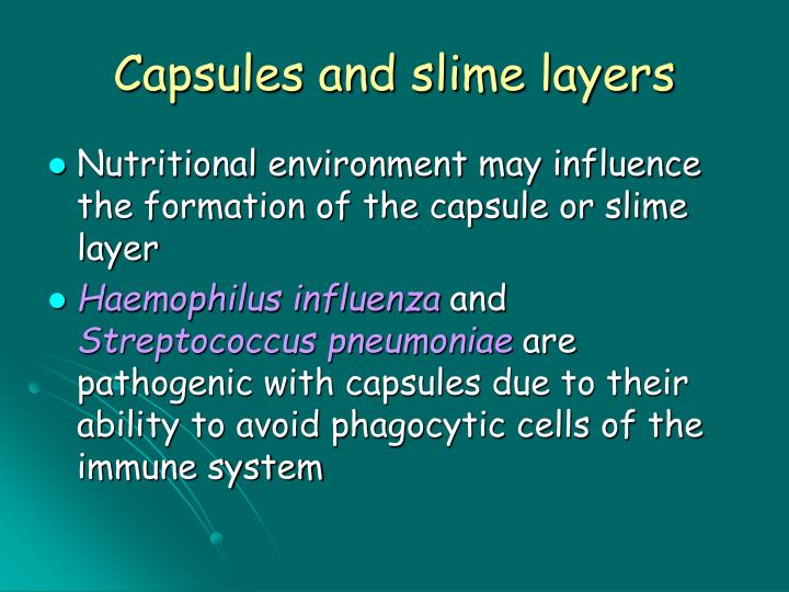 PPT - Prokaryote Cell Structure and Function PowerPoint Presentation ...