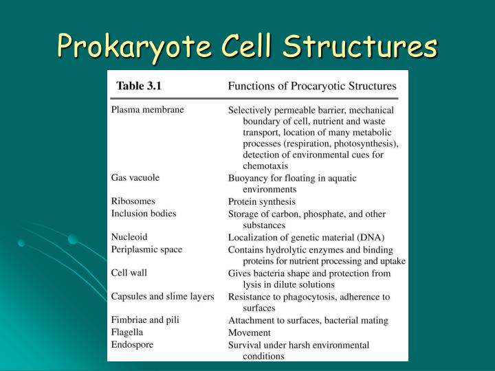 PPT - Prokaryote Cell Structure and Function PowerPoint Presentation ...