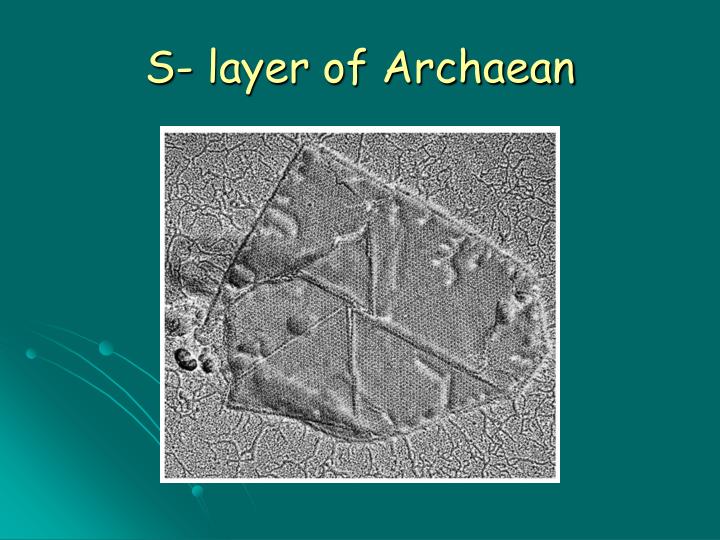 PPT - Prokaryote Cell Structure and Function PowerPoint Presentation ...