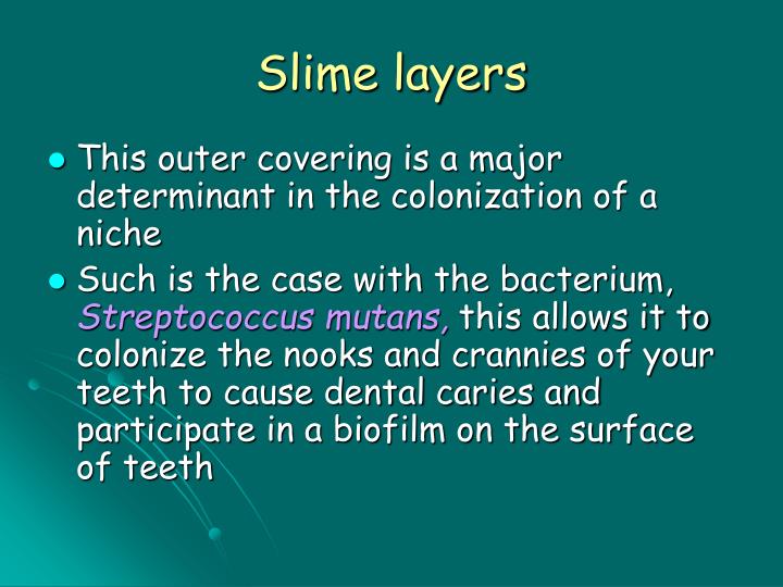 PPT - Prokaryote Cell Structure and Function PowerPoint Presentation ...