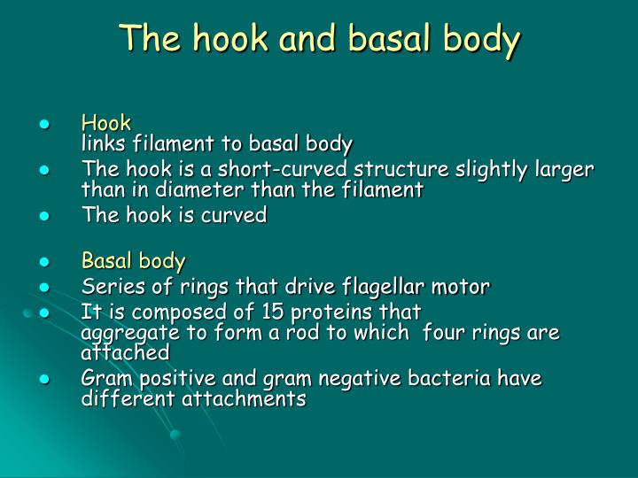 PPT - Prokaryote Cell Structure and Function PowerPoint Presentation ...