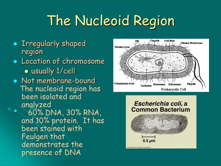 PPT - Prokaryote Cell Structure and Function PowerPoint Presentation ...