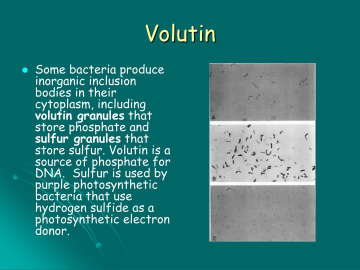 PPT - Prokaryote Cell Structure and Function PowerPoint Presentation ...