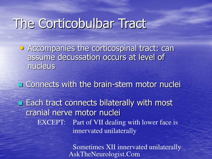PPT - BRAIN STEM, CEREBELLUM and NEURO-OPTHALMOLOGY PowerPoint ...