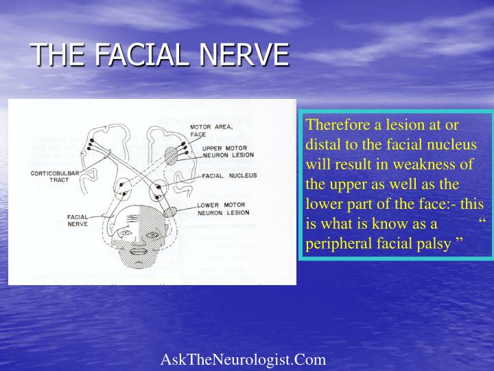 PPT - BRAIN STEM, CEREBELLUM and NEURO-OPTHALMOLOGY PowerPoint ...