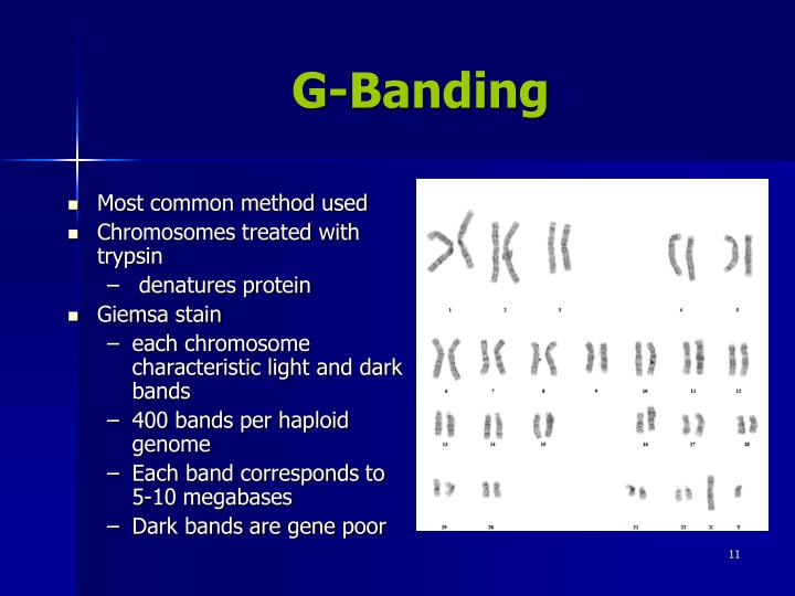 PPT - GENETIC DIAGNOSTIC METHODS PowerPoint Presentation - ID:255627
