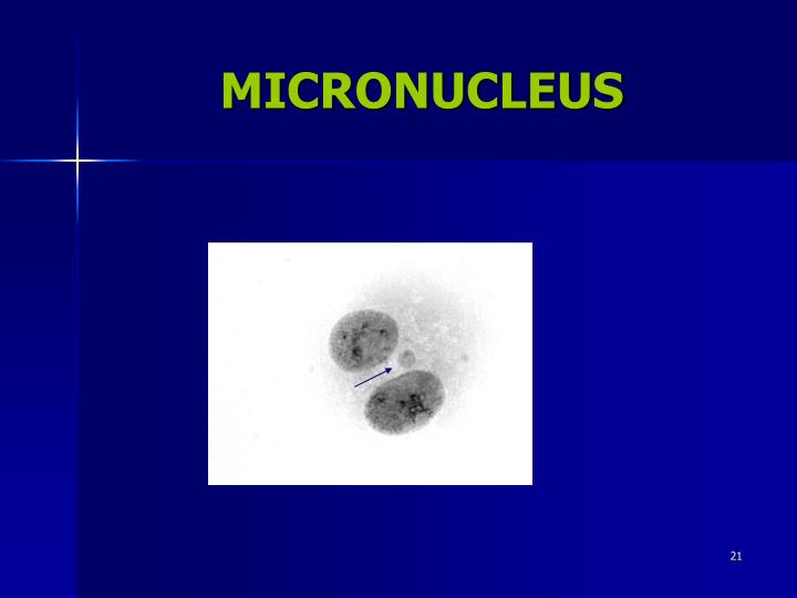 PPT - GENETIC DIAGNOSTIC METHODS PowerPoint Presentation - ID:255627