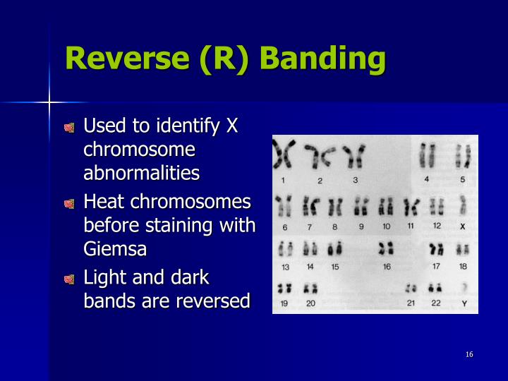 PPT - GENETIC DIAGNOSTIC METHODS PowerPoint Presentation - ID:255627
