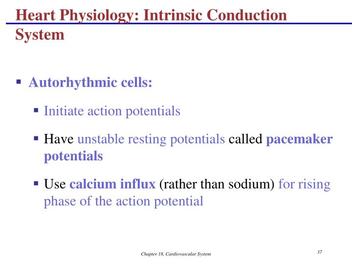 PPT - The Cardiovascular System: The Heart Anatomy PowerPoint ...
