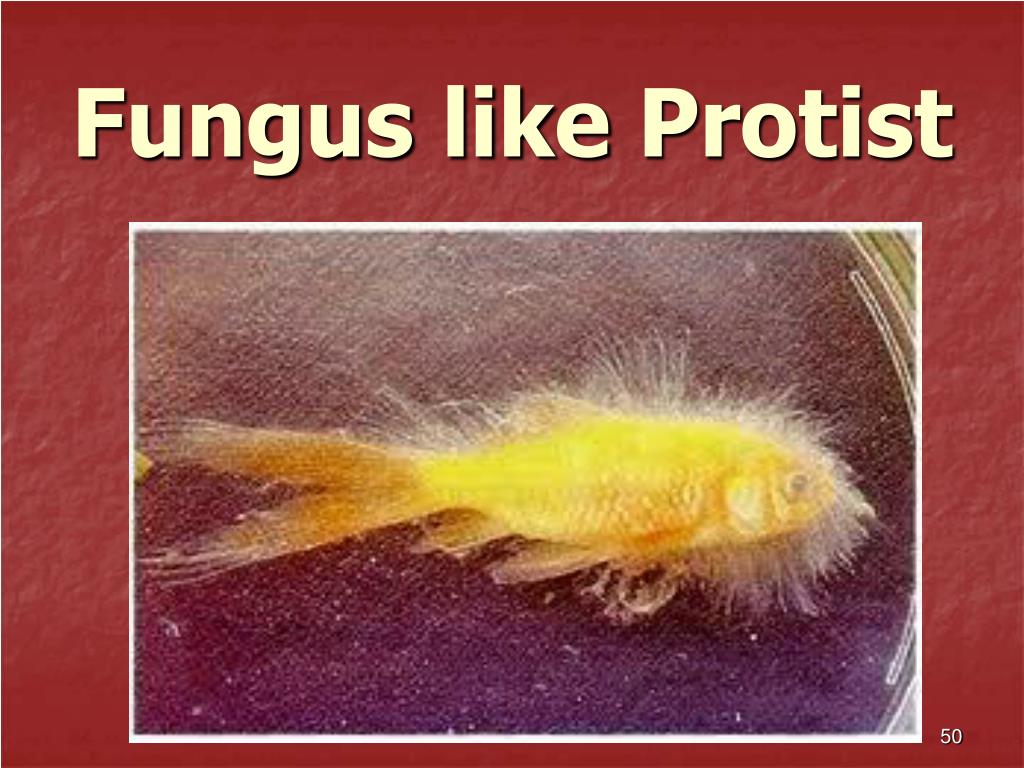 PPT Living Organisms Are Classified Into 3 Domains PowerPoint PPT Living Organisms Are Classified Into 3 Domains PowerPoint