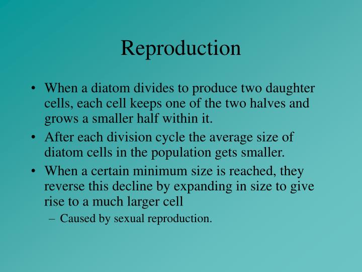 PPT - DIATOMS PowerPoint Presentation - ID:256525