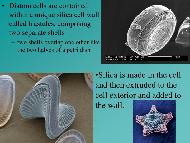 PPT - DIATOMS PowerPoint Presentation - ID:256525