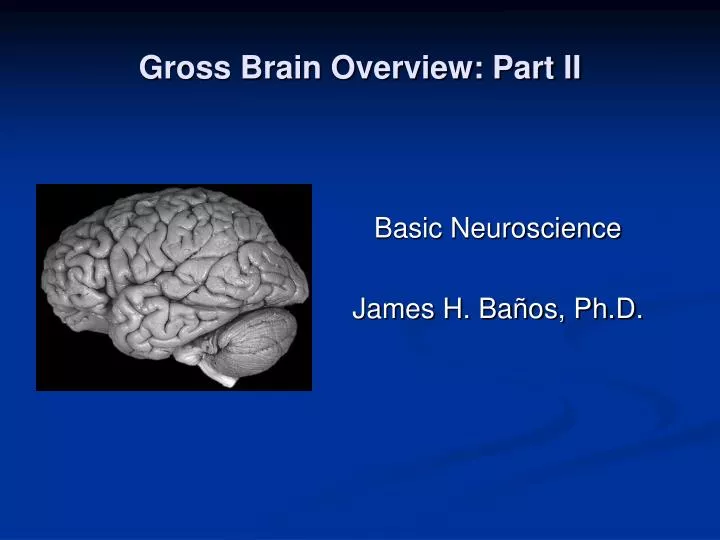 PPT - Gross Brain Overview: Part II PowerPoint Presentation, free ... PPT - Gross Brain Overview: Part II PowerPoint Presentation, free ...