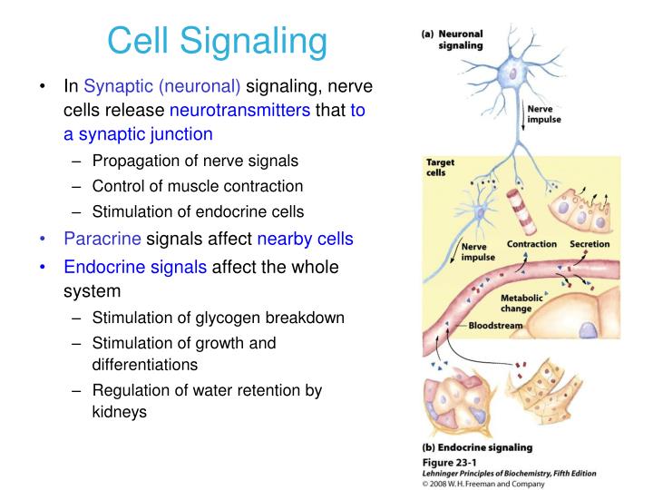 PPT - CHAPTER 23 Hormonal Regulation and Integration of Mammalian ...