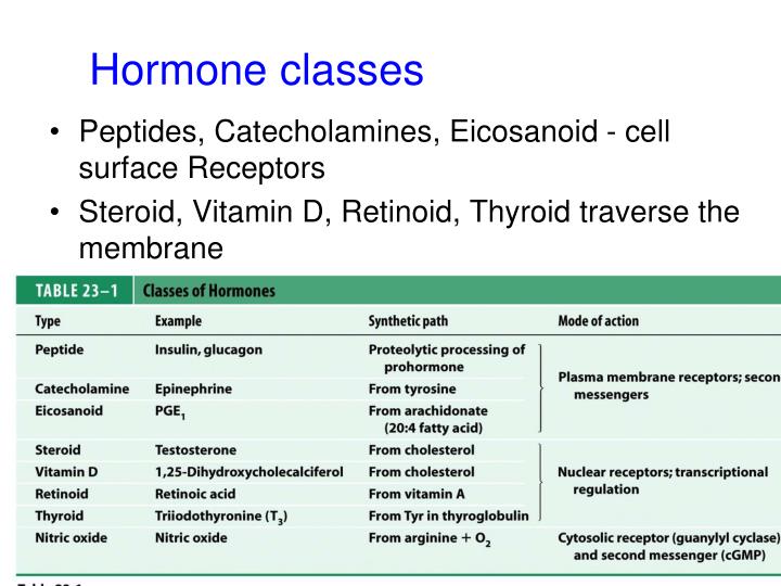 PPT - CHAPTER 23 Hormonal Regulation and Integration of Mammalian ...