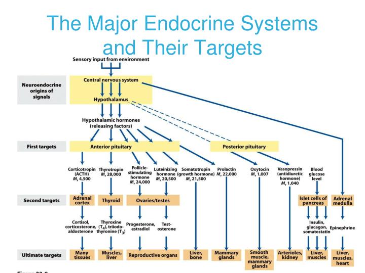PPT - CHAPTER 23 Hormonal Regulation and Integration of Mammalian ...