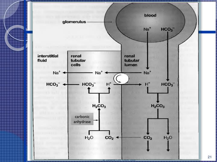 PPT - Blood Gases, pH and Buffer system PowerPoint Presentation - ID:257615