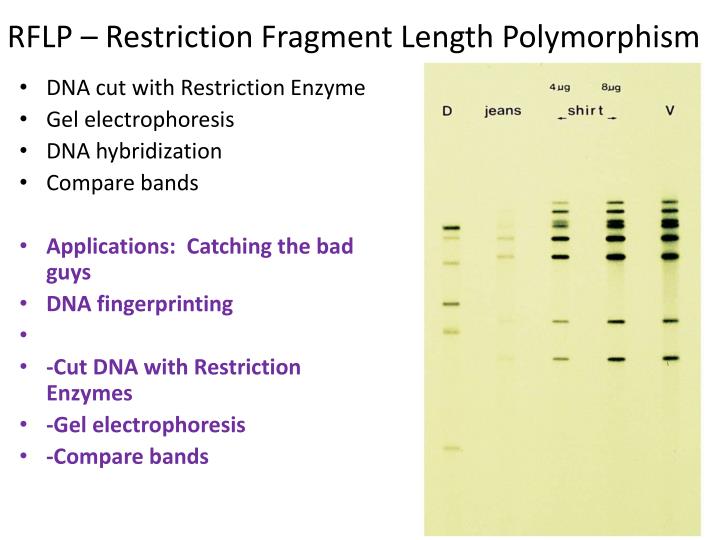 PPT - Restriction Enzyme digestion of DNA - Exercise 8 PowerPoint ...