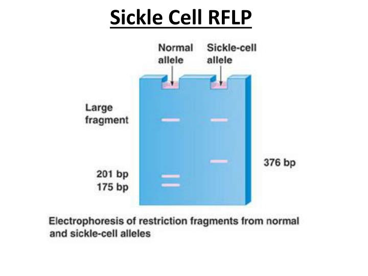 PPT - Restriction Enzyme digestion of DNA - Exercise 8 PowerPoint ...