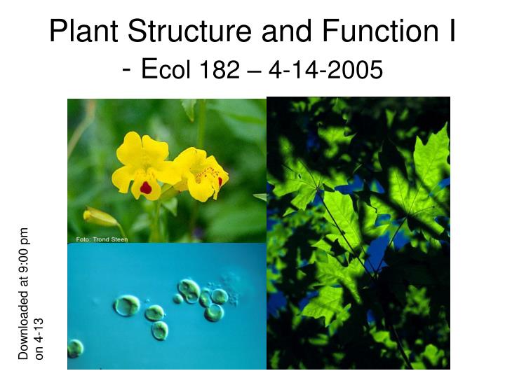 PPT - Plant Structure and Function I - E col 182 – 4-14-2005 PowerPoint ...