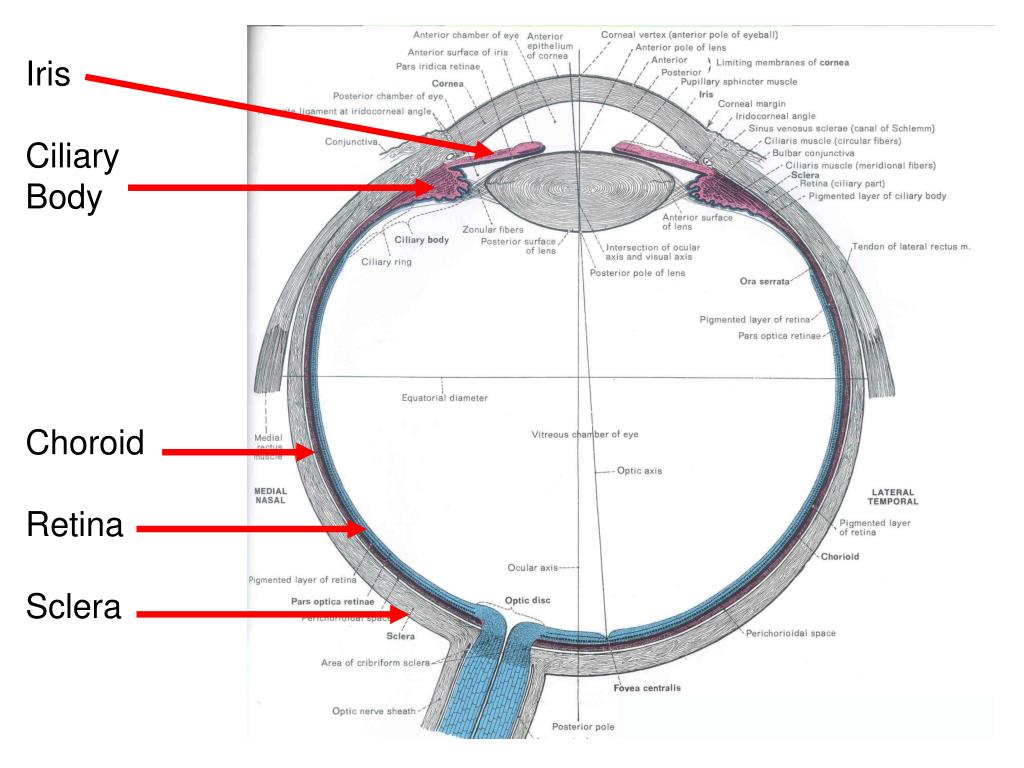 PPT - Biology 224 Human Anatomy and Physiology - II Week 1; Lecture 1 ...