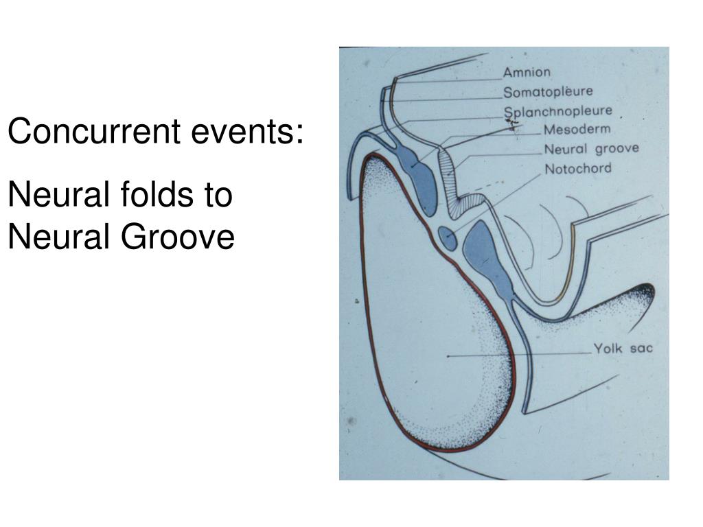 PPT - Biology 224 Human Anatomy and Physiology - II Week 1; Lecture 1 ...