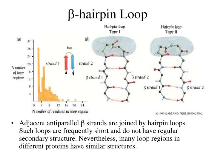 PPT - Secondary Structure Motifs of Proteins PowerPoint Presentation ...