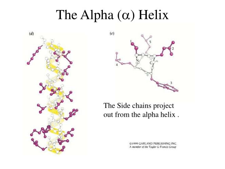 PPT - Secondary Structure Motifs of Proteins PowerPoint Presentation ...