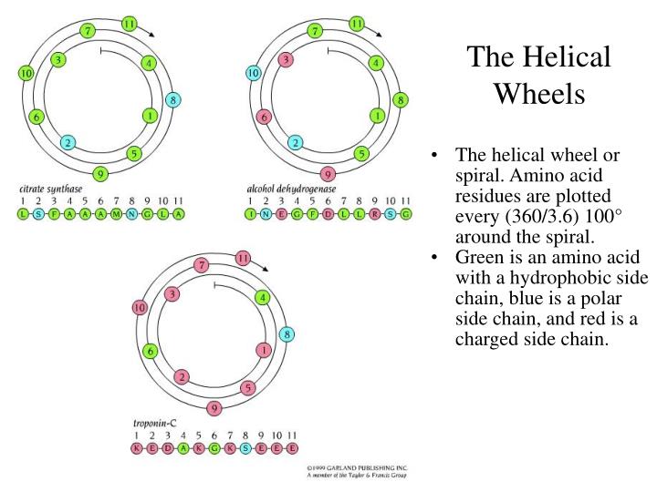 PPT - Secondary Structure Motifs of Proteins PowerPoint Presentation ...