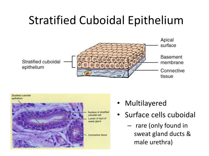 PPT - Simple Squamous Epithelium PowerPoint Presentation - ID:258513