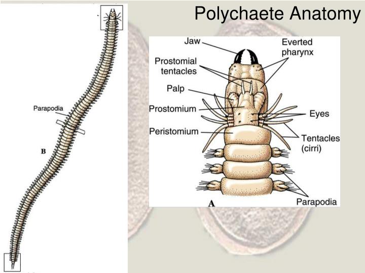 PPT - Phylum Annelida PowerPoint Presentation - ID:258520