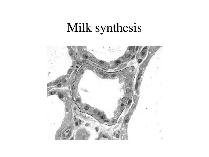 PPT - Milk synthesis PowerPoint Presentation, free download - ID:258922