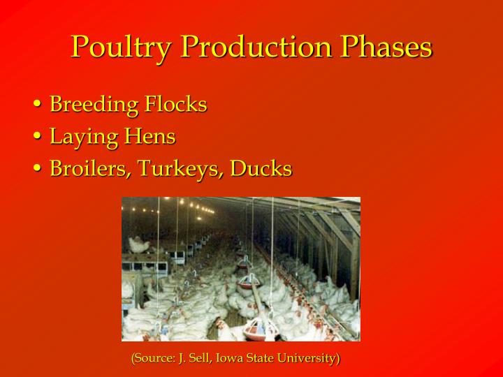 PPT - An Overview of the Poultry Industry PowerPoint Presentation - ID ...