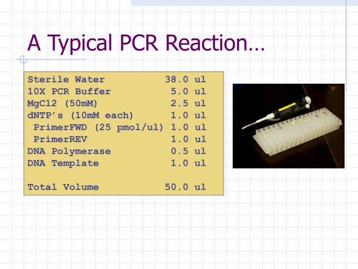 PPT - PCR Troubleshooting PowerPoint Presentation - ID:259085