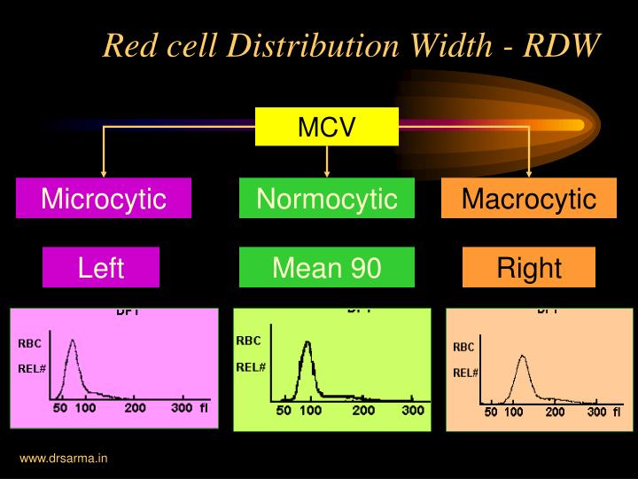 PPT - A Practical Approach to Anemia PowerPoint Presentation - ID:259255