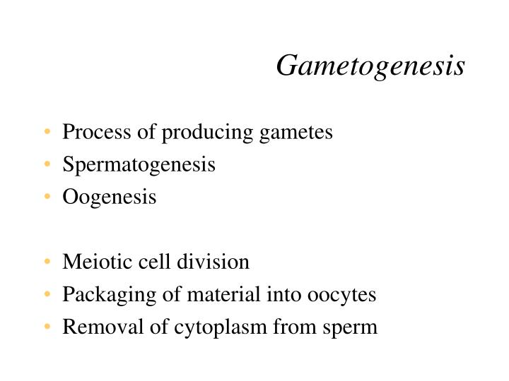 PPT - Gametogenesis PowerPoint Presentation - ID:259258