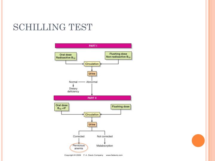 PPT - MACROCYTIC ANEMIAS PowerPoint Presentation - ID:259612
