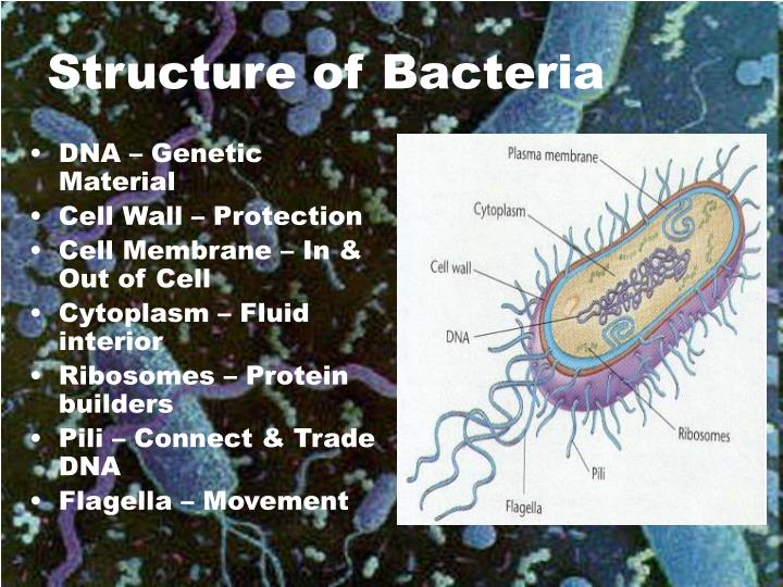 PPT - Bacteria & Viruses PowerPoint Presentation - ID:25966