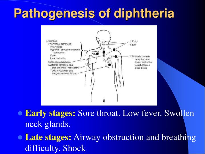 PPT - Corynebacterium diphtheriae PowerPoint Presentation - ID:259818