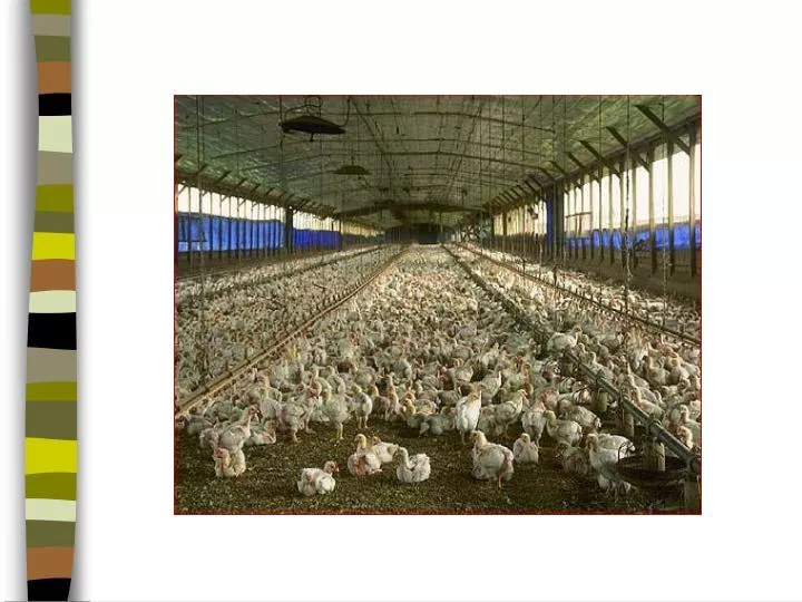 PPT - Dioxin-Contaminated Chicken Environmental Health Disaster ...