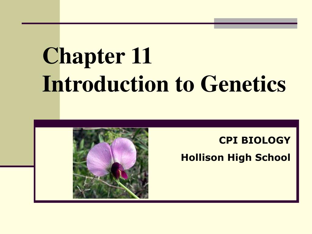 PPT - Chapter 11 Introduction to Genetics PowerPoint Presentation, free ... PPT - Chapter 11 Introduction to Genetics PowerPoint Presentation, free ...