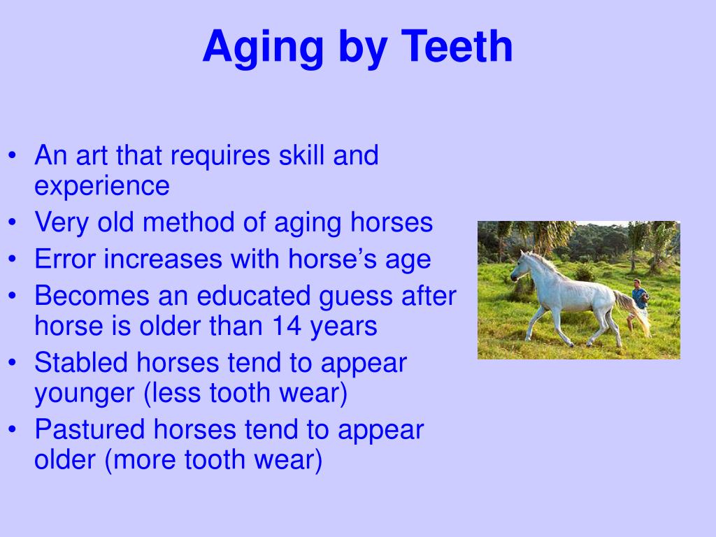 PPT - Horse Aging Using Teeth Georgia Agricultural Education Curriculum ...